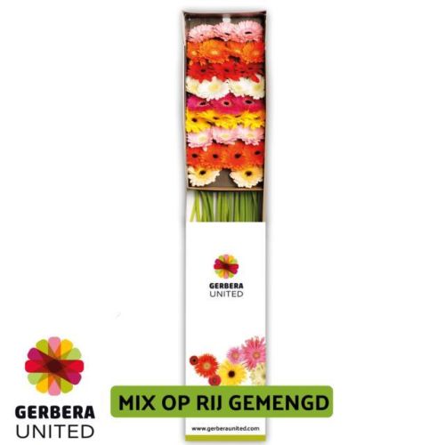 GERBERA MINI MIX RAINBOW IN BOX
