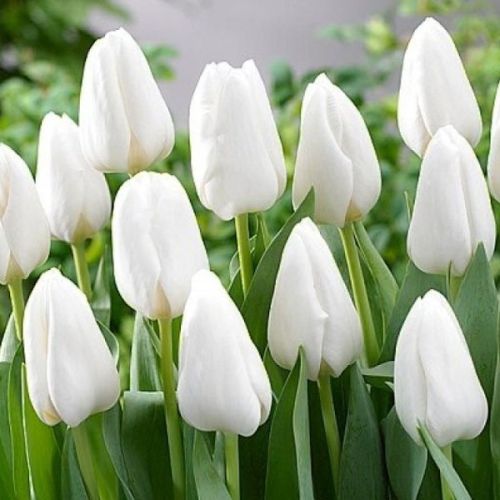 Tulip Darwisnow Тюльпан Дарвисноу оптом
