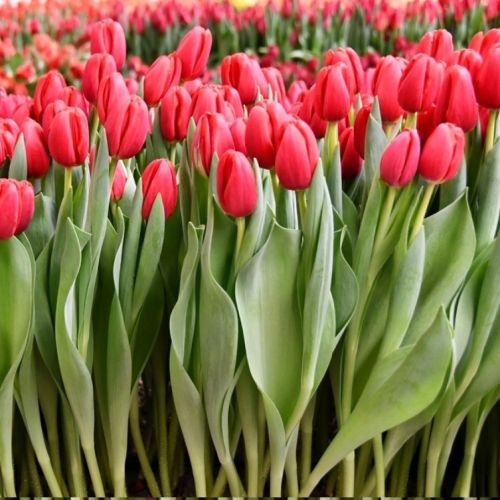 Tulip Surrender. Тюльпан Саррендер оптом.